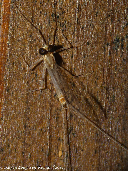 Mayfly | Project Noah