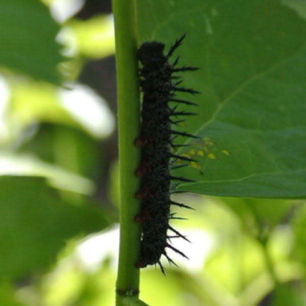 Spiny Elm Caterpillar/Mourning Cloak | Project Noah