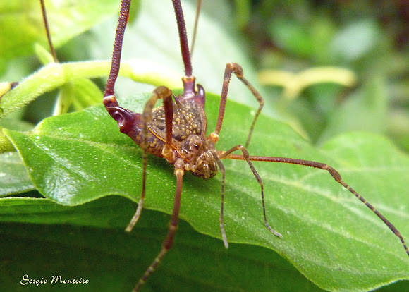 Opilião (Harvestmen) | Project Noah