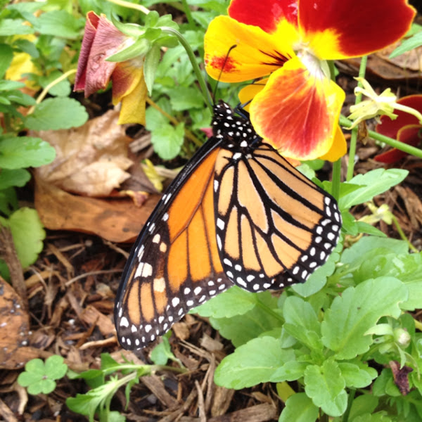 Monarch Butterfly | Project Noah