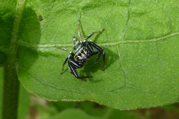 Fighting spider | Project Noah