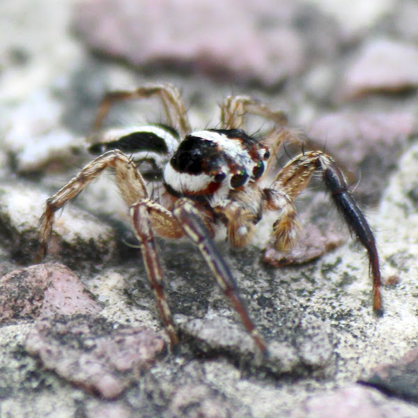 Pantropical Jumping Spider (male) | Project Noah