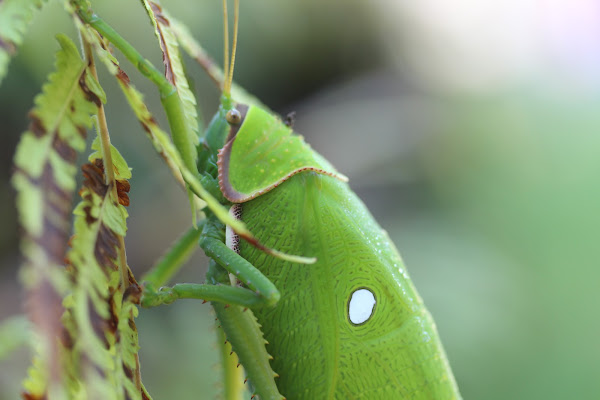 Giant Leaf Katydid | Project Noah