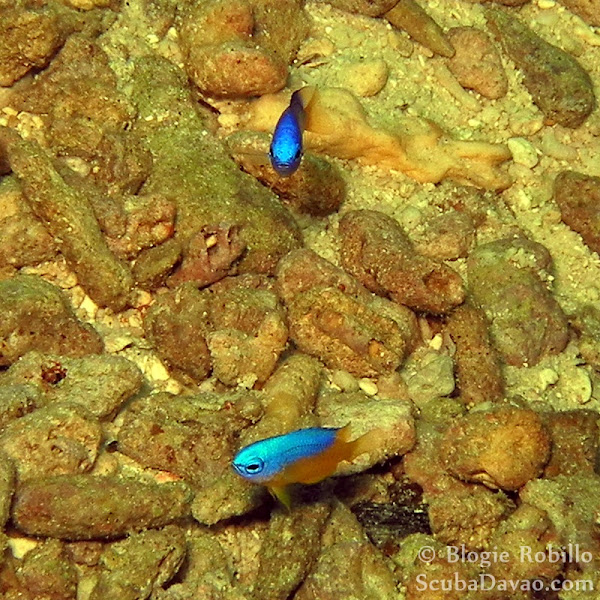 Azure Damselfish | Project Noah