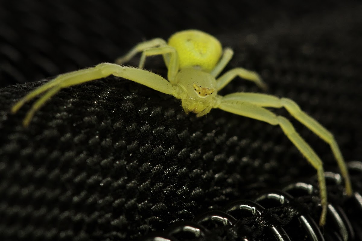 green spider | Project Noah