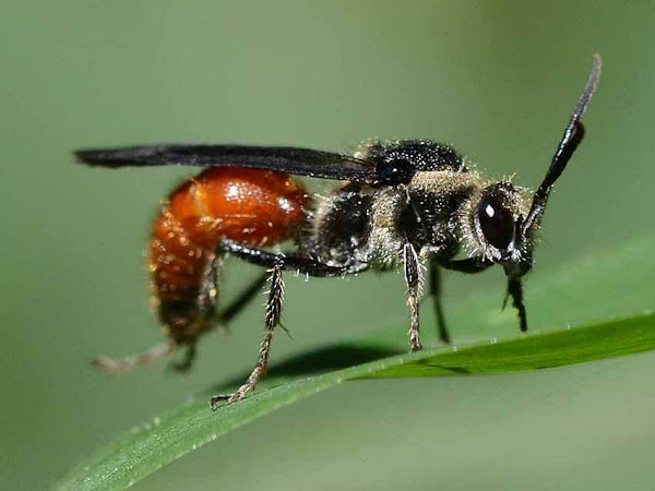 Velvet Ant Wasp | Project Noah