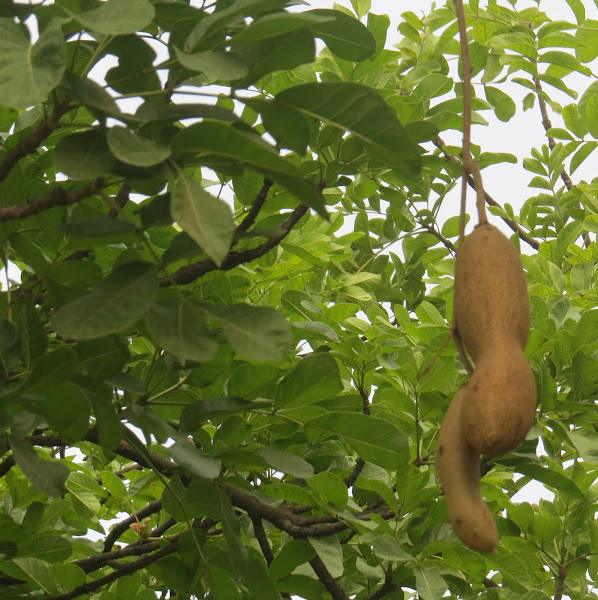Sausage Tree | Project Noah