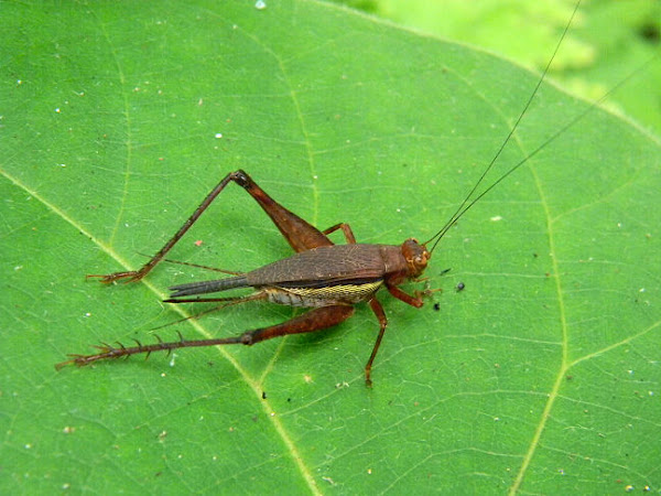 rainforest cricket | Project Noah