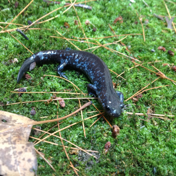 Blue-spotted Salamander | Project Noah