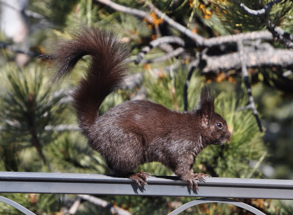 Abert's Squirrel | Project Noah