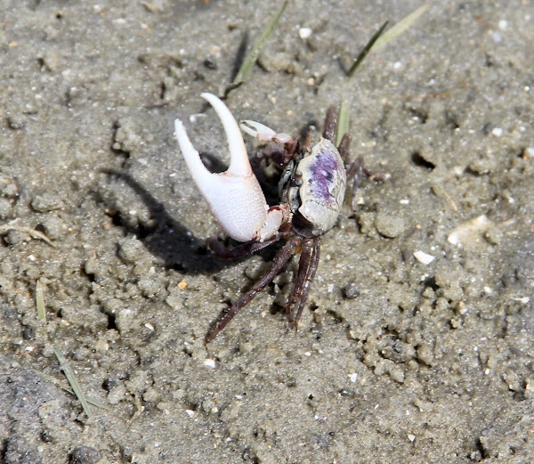Atlantic Sand Fiddler Crab | Project Noah