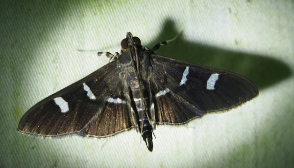 Mournful Desmia Moth | Project Noah