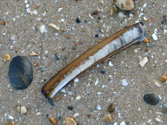 Razor shell | Project Noah