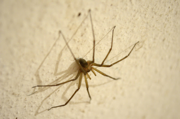 Chilean recluse | Project Noah