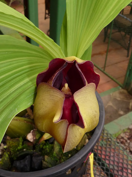 Anguloa orchid | Project Noah