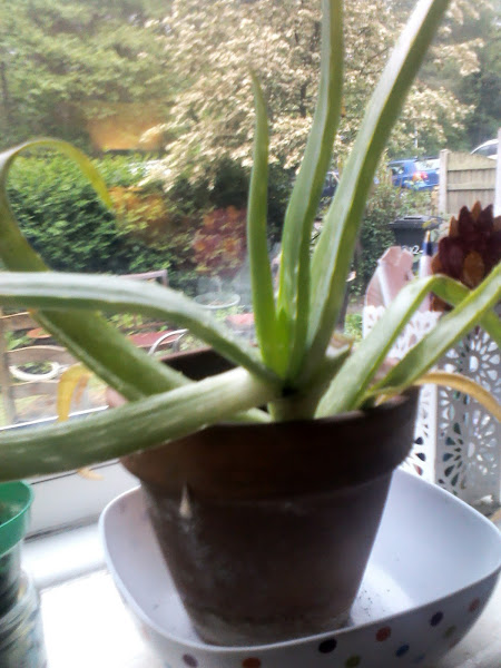 aloe vera | Project Noah