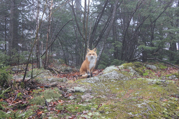 Red Fox | Project Noah