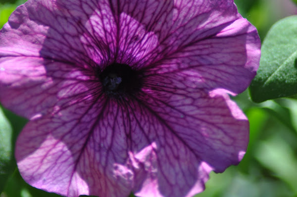 Petunia | Project Noah