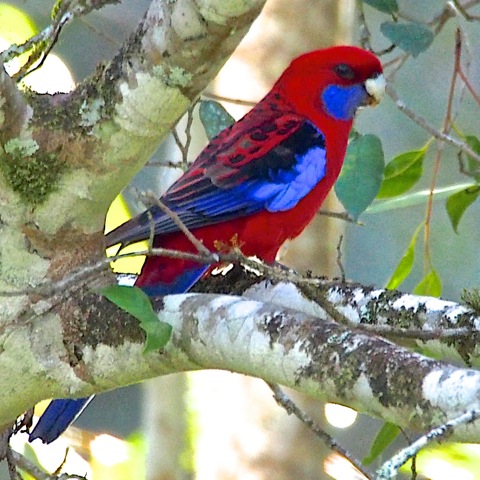 Crimson Rosella Parrot | Project Noah