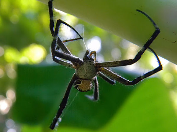 tent web spider, dome web spider | Project Noah
