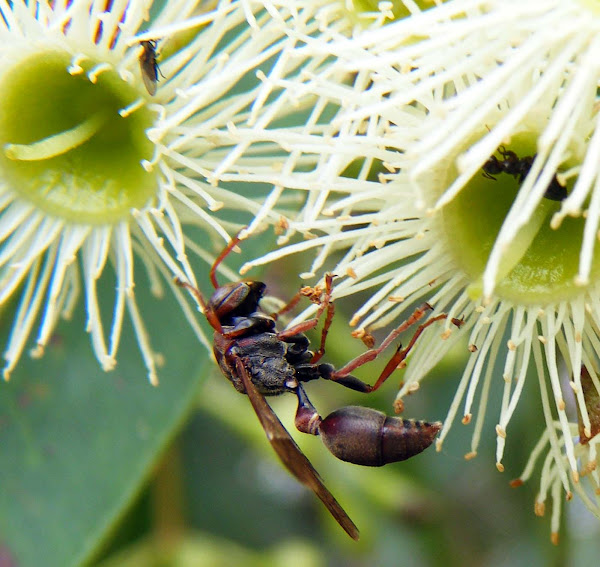 Dark-faced Brown Paper Wasp | Project Noah