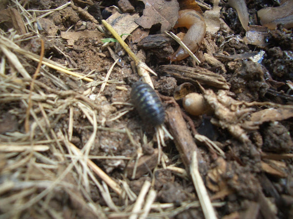 Rollie Pollie Bug | Project Noah