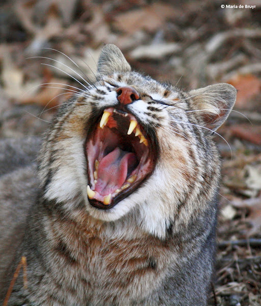 Bobcat | Project Noah