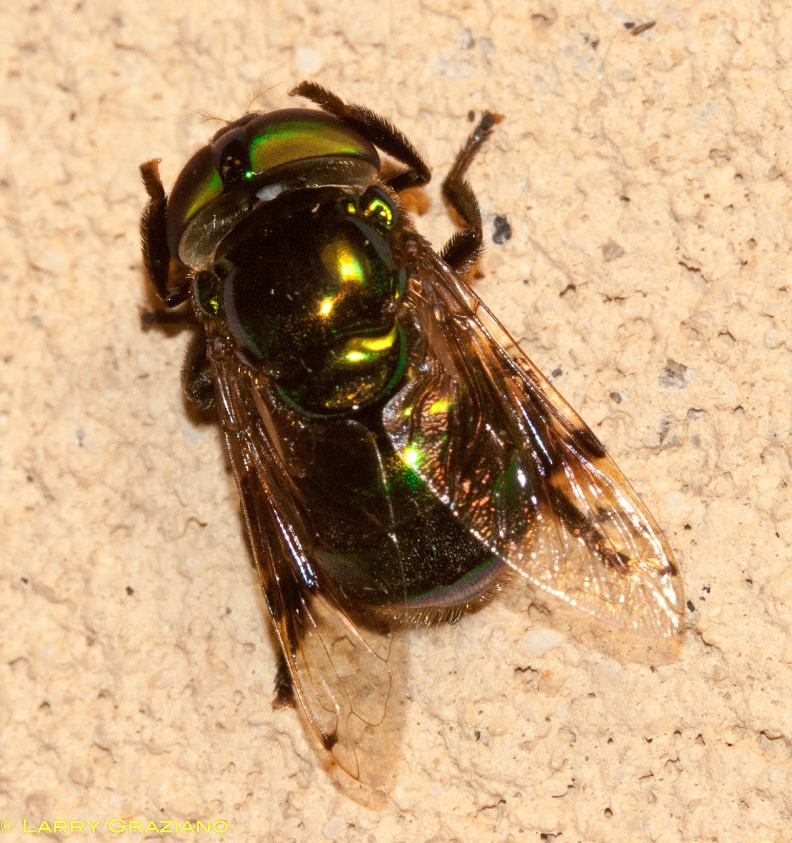 Hover Fly | Project Noah