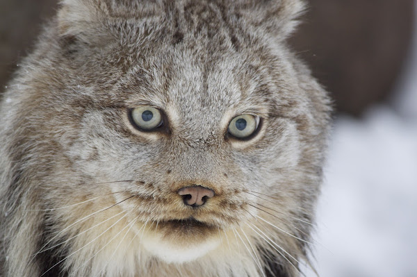 Canada Lynx | Project Noah
