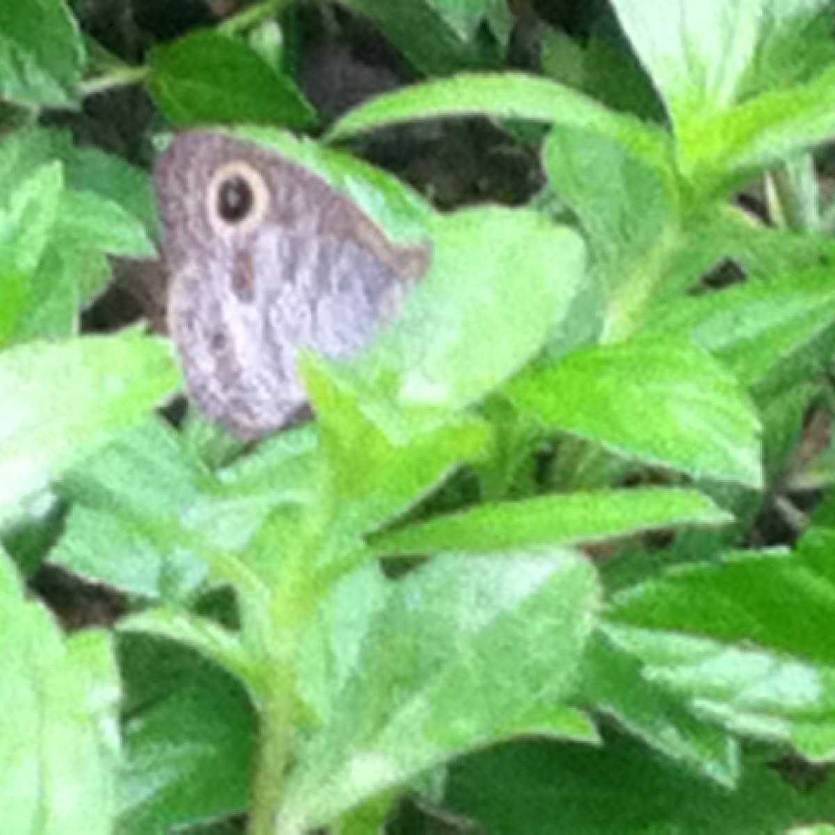 Common Five Ring | Project Noah