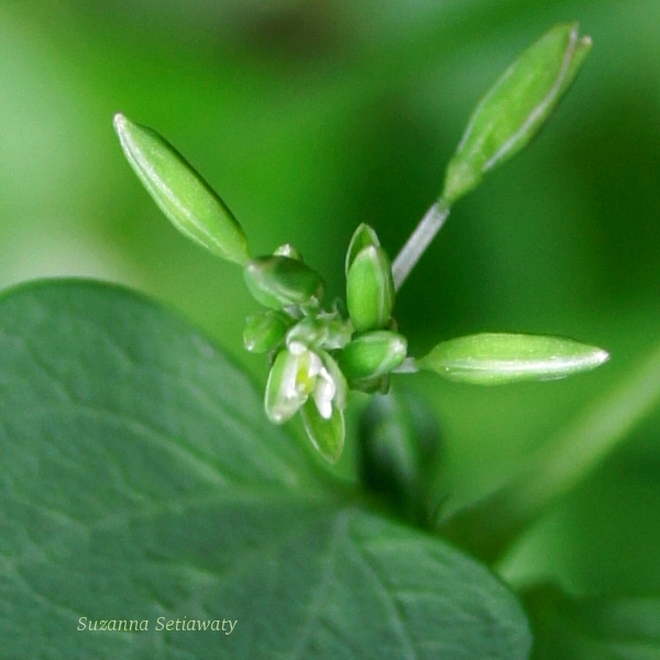 Dew Herb | Project Noah