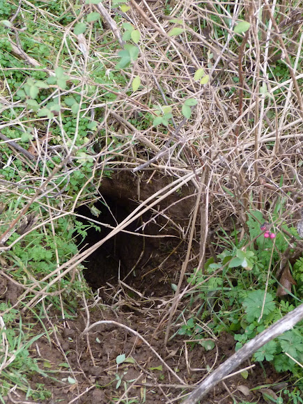 Groundhog burrow | Project Noah