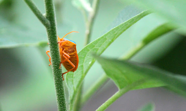 Turquoise Shield Bug | Project Noah