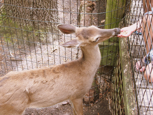 White-tailed Deer | Project Noah