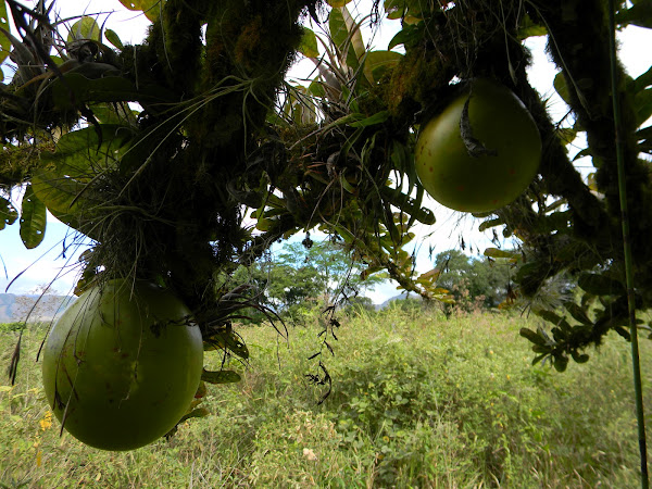 totumo - ayale | Project Noah