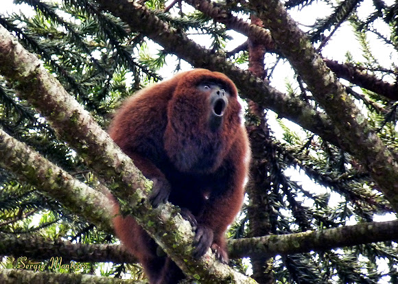 Bugio-ruivo (Brown howler) | Project Noah