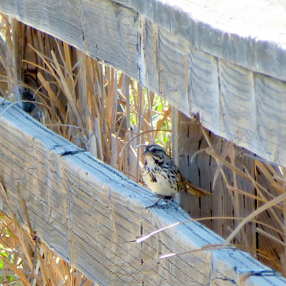 Song Sparrow | Project Noah