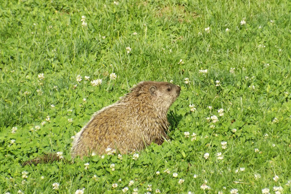 Woodchuck | Project Noah