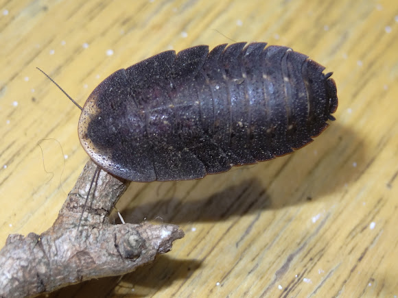 Trilobite roach | Project Noah