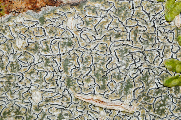 Graphis sp. | Project Noah