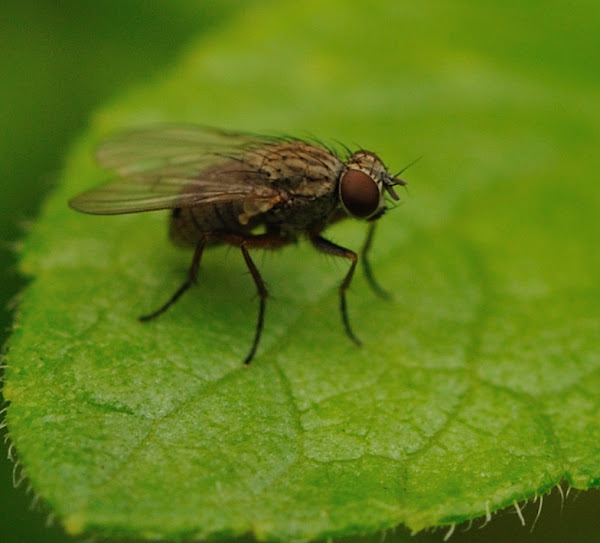 common fly | Project Noah
