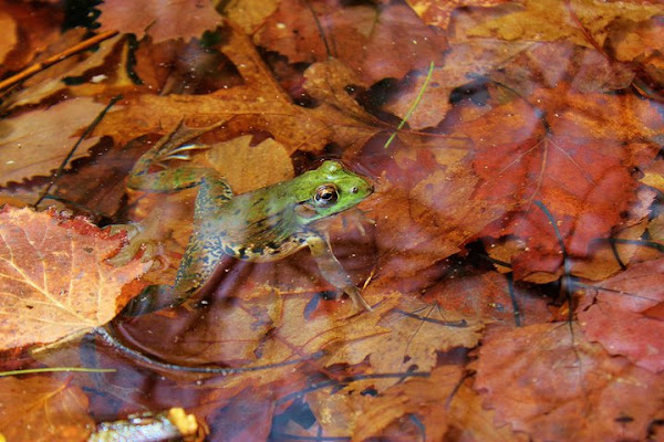 Green Frog | Project Noah