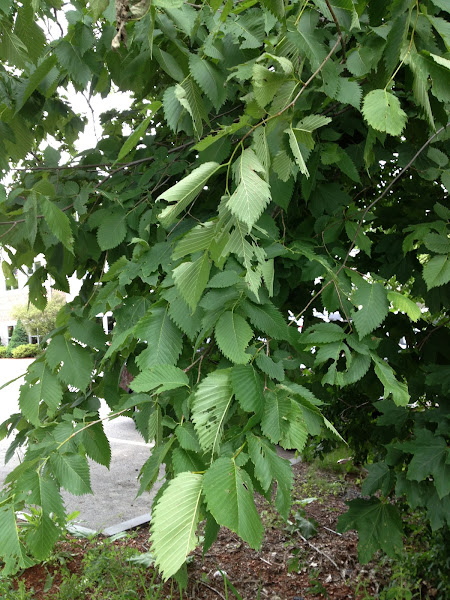 American Elm | Project Noah