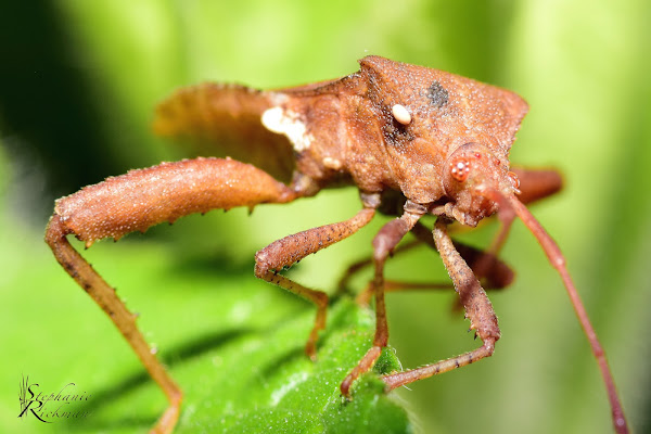 Helmeted Squash Bug | Project Noah