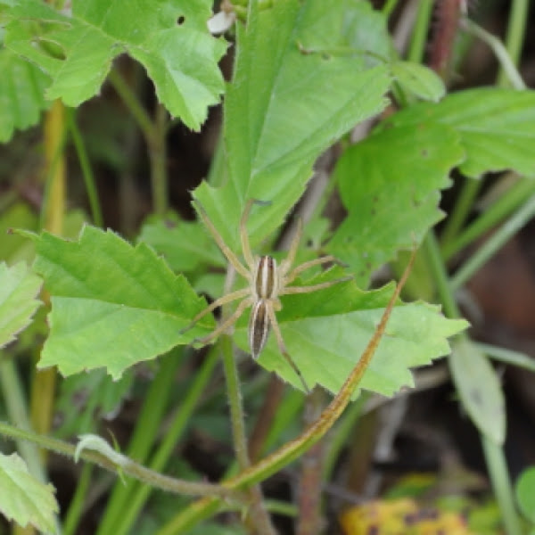 Grass Spider | Project Noah