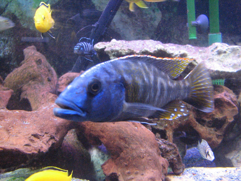 N. Fusco vs T. Nigriventer | Cichlid Fish Forum