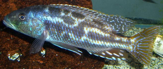 N. Fusco vs T. Nigriventer | Cichlid Fish Forum