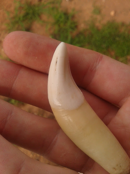 Puma [Tooth] | Project Noah