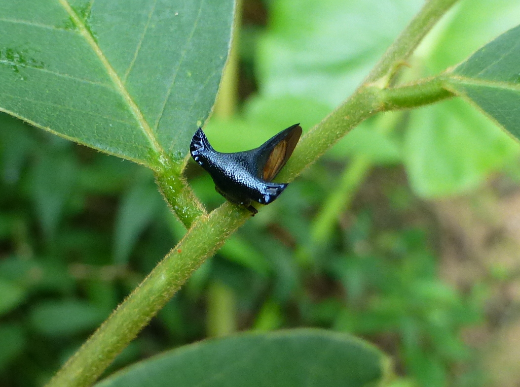 Horned Treehopper | Project Noah