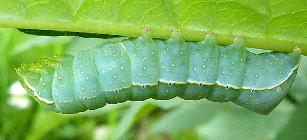 Copper Underwing Moth Caterpillar | Project Noah
